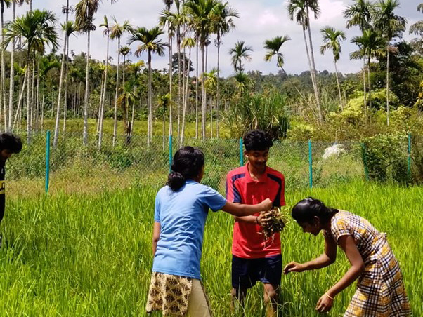 Certificate Course on Paddy Cultivation - Nilgiri College of Arts and ...