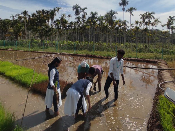 Certificate Course on Paddy Cultivation - Nilgiri College of Arts and ...