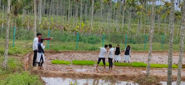 Certificate Course on Paddy Cultivation - Nilgiri College of Arts and ...