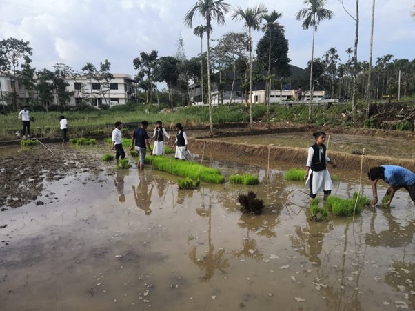 Certificate Course on Paddy Cultivation - Nilgiri College of Arts and ...
