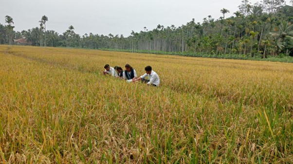 Certificate Course on Paddy Cultivation - Nilgiri College of Arts and ...