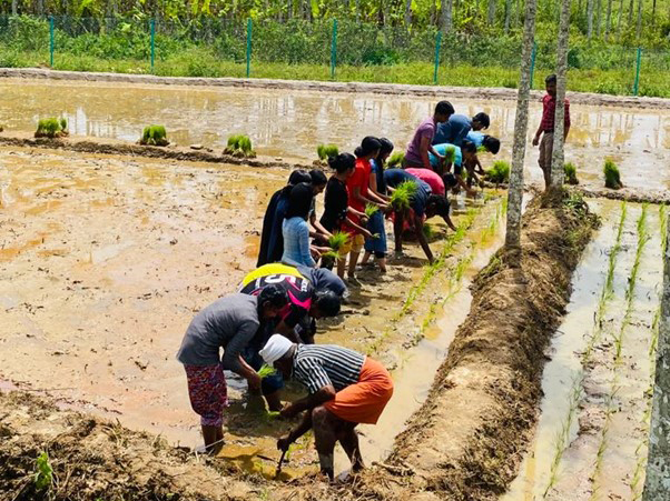 Certificate Course on Paddy Cultivation - Nilgiri College of Arts and ...